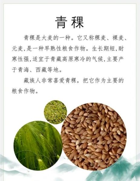 青稞的营养价值及功效_青稞怎么吃最健康-第1张图片-山城妙识 青稞的营养价值及功效_青稞怎么吃最健康-第1张图片-山城妙识