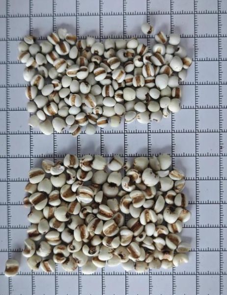 薏苡仁长什么样_薏苡仁图片真假辨别-第1张图片-山城妙识