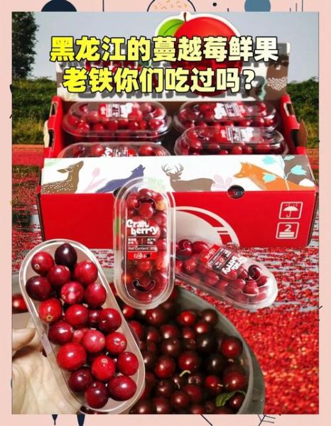 蔓越莓价格多少钱一斤_蔓越莓为什么这么贵-第1张图片-山城妙识 蔓越莓价格多少钱一斤_蔓越莓为什么这么贵-第1张图片-山城妙识