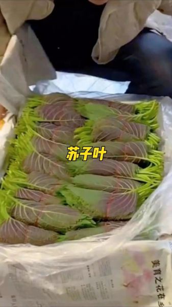 苏子叶怎么吃_苏子叶的吃法大全-第2张图片-山城妙识