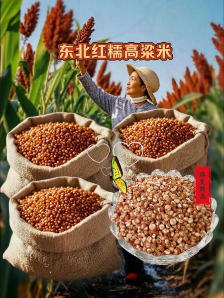 高血压能吃高粱米吗_高粱米升血压真相-第1张图片-山城妙识 高血压能吃高粱米吗_高粱米升血压真相-第1张图片-山城妙识