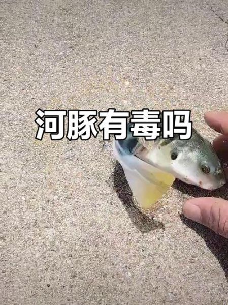 人工养殖的河豚有毒吗_河豚毒素来源-第2张图片-山城妙识