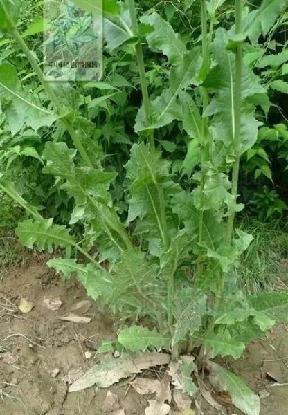 菊苣别名是什么中药_菊苣在中医里叫什么-第1张图片-山城妙识 菊苣别名是什么中药_菊苣在中医里叫什么-第1张图片-山城妙识