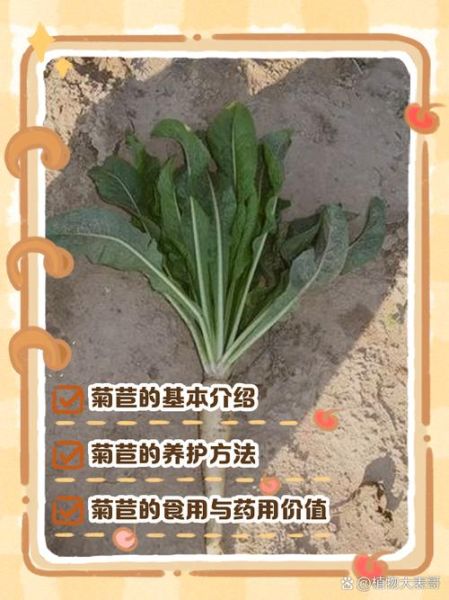 菊苣别名是什么中药_菊苣在中医里叫什么-第2张图片-山城妙识 菊苣别名是什么中药_菊苣在中医里叫什么-第2张图片-山城妙识