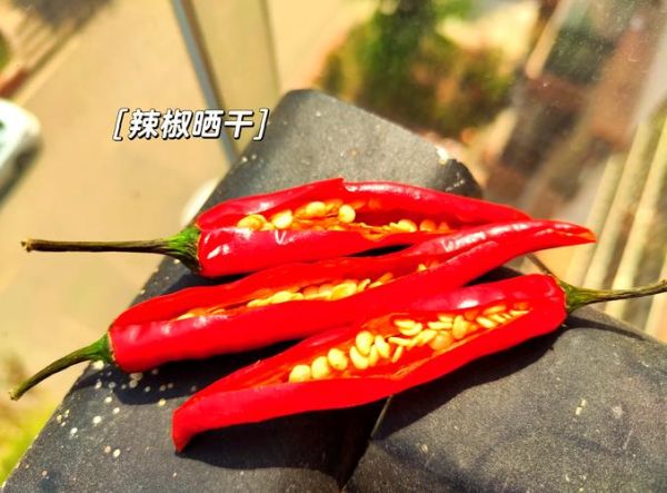 辣椒种子怎么种_辣椒种子发芽温度是多少-第1张图片-山城妙识 辣椒种子怎么种_辣椒种子发芽温度是多少-第1张图片-山城妙识