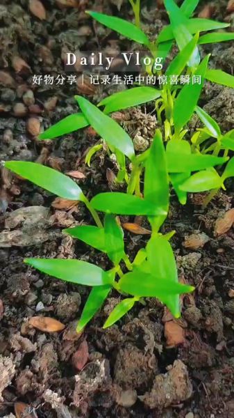 辣椒种子怎么种_辣椒种子发芽温度是多少-第2张图片-山城妙识 辣椒种子怎么种_辣椒种子发芽温度是多少-第2张图片-山城妙识