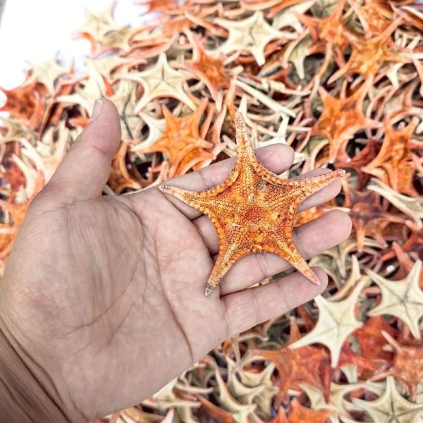 海星的功效与作用有哪些_海星怎么吃效果最好-第1张图片-山城妙识 海星的功效与作用有哪些_海星怎么吃效果最好-第1张图片-山城妙识