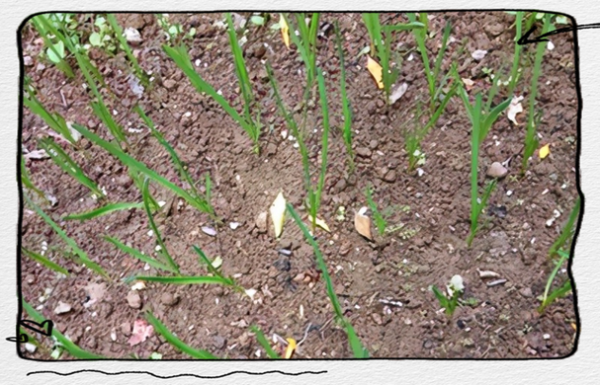 青蒜苗怎么种_青蒜苗栽培技巧-第3张图片-山城妙识 青蒜苗怎么种_青蒜苗栽培技巧-第3张图片-山城妙识