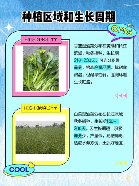 甘蓝型油菜图片_如何识别甘蓝型油菜-第1张图片-山城妙识 甘蓝型油菜图片_如何识别甘蓝型油菜-第1张图片-山城妙识