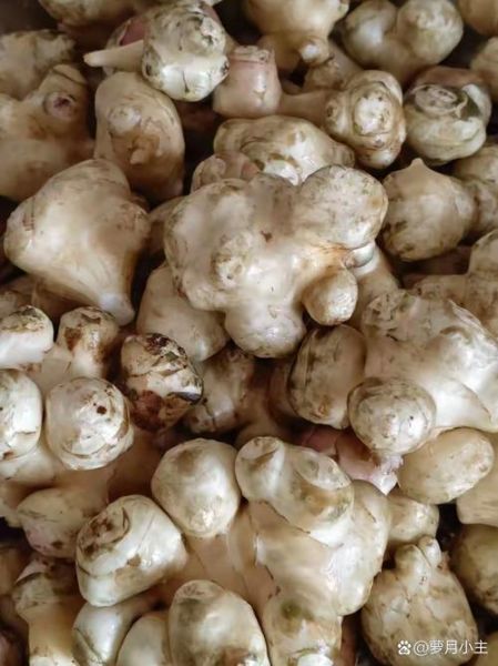 鬼子姜怎么腌制又脆又好吃_鬼子姜腌制秘诀-第3张图片-山城妙识 鬼子姜怎么腌制又脆又好吃_鬼子姜腌制秘诀-第3张图片-山城妙识