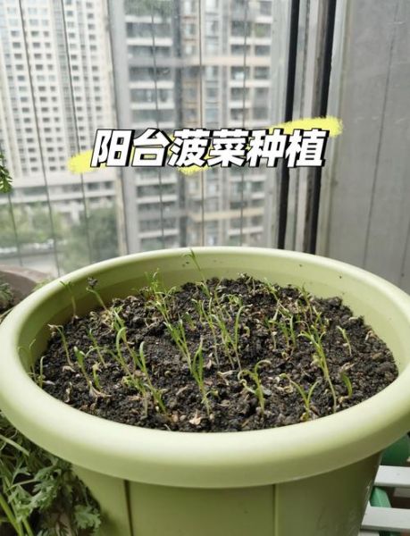 菠菜苗图片怎么区分真假_菠菜苗图片高清细节-第1张图片-山城妙识