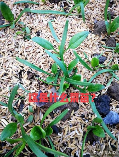 菠菜苗图片怎么区分真假_菠菜苗图片高清细节-第2张图片-山城妙识