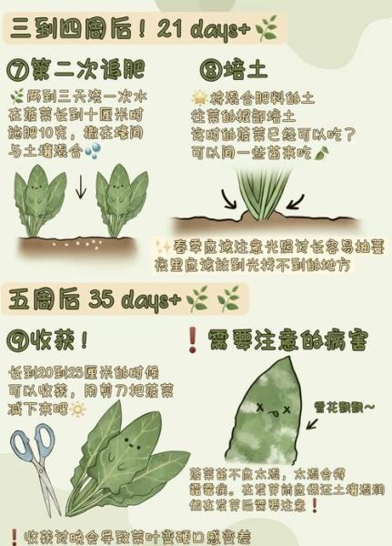 菠菜苗图片怎么区分真假_菠菜苗图片高清细节-第3张图片-山城妙识