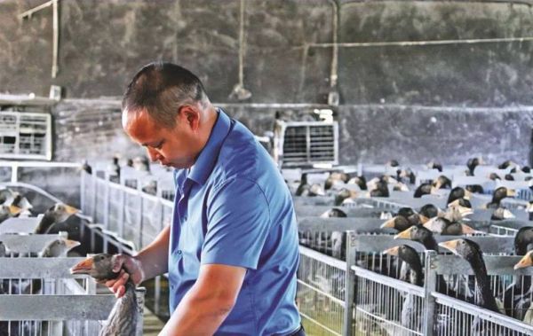 法式鹅肝的鹅是怎么养出来的_鹅肝鹅饲养全过程-第1张图片-山城妙识