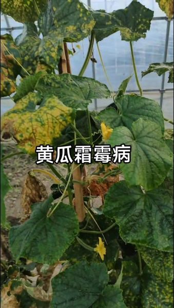 永不复发_如何彻底根治-第1张图片-山城妙识 永不复发_如何彻底根治-第1张图片-山城妙识