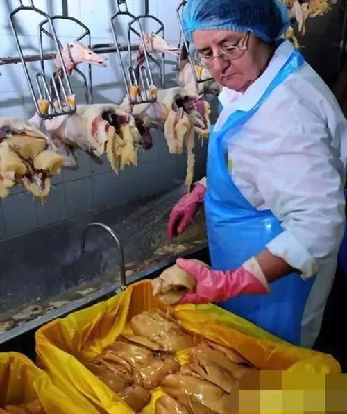 法式鹅肝的鹅是怎么养出来的_鹅肝鹅饲养全过程-第2张图片-山城妙识