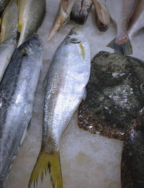 白鲞鱼图片怎么区分好坏_白鲞鱼图片高清细节有哪些-第1张图片-山城妙识