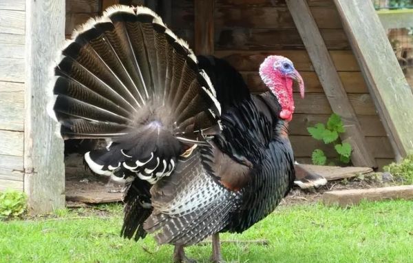 火鸡图片大全大图_高清火鸡照片哪里找-第2张图片-山城妙识 火鸡图片大全大图_高清火鸡照片哪里找-第2张图片-山城妙识