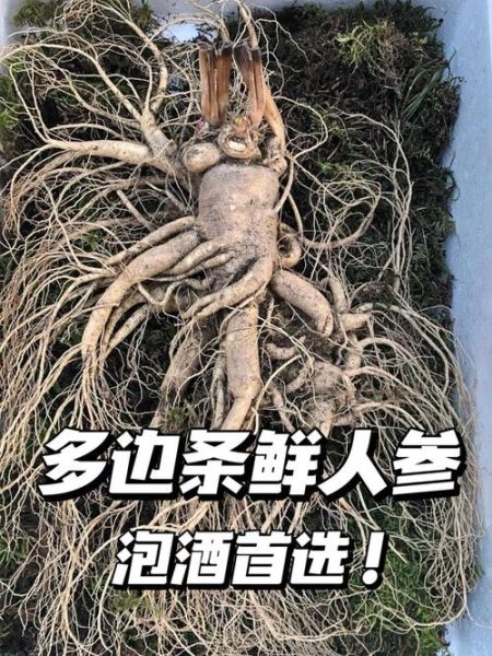 鲜人参的功效与作用及食用方法_鲜人参怎么吃效果最好-第1张图片-山城妙识 鲜人参的功效与作用及食用方法_鲜人参怎么吃效果最好-第1张图片-山城妙识