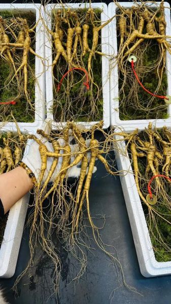 鲜人参的功效与作用及食用方法_鲜人参怎么吃效果最好-第3张图片-山城妙识 鲜人参的功效与作用及食用方法_鲜人参怎么吃效果最好-第3张图片-山城妙识