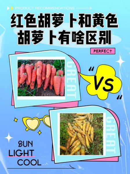 胡萝卜生吃好还是熟吃好_营养差异与功效对比-第3张图片-山城妙识 胡萝卜生吃好还是熟吃好_营养差异与功效对比-第3张图片-山城妙识