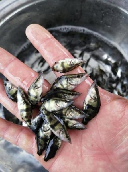 附近桂鱼苗哪里有卖_桂鱼苗价格多少钱一斤-第1张图片-山城妙识 附近桂鱼苗哪里有卖_桂鱼苗价格多少钱一斤-第1张图片-山城妙识