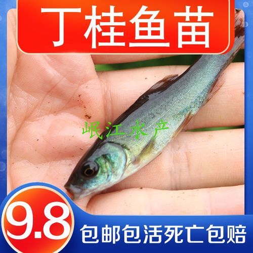 附近桂鱼苗哪里有卖_桂鱼苗价格多少钱一斤-第3张图片-山城妙识 附近桂鱼苗哪里有卖_桂鱼苗价格多少钱一斤-第3张图片-山城妙识