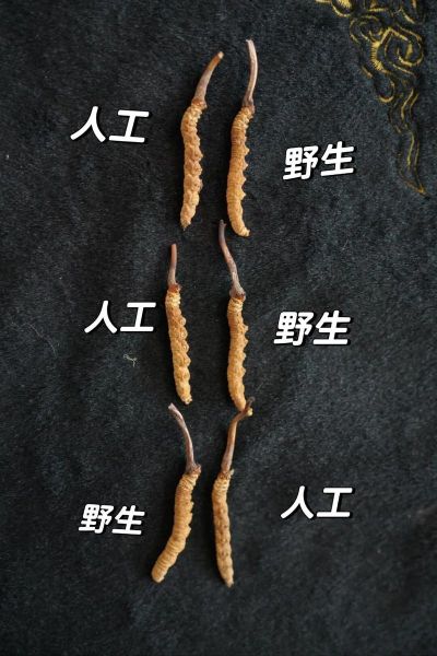 人工种植冬虫夏草图片_如何辨别真假-第1张图片-山城妙识 人工种植冬虫夏草图片_如何辨别真假-第1张图片-山城妙识