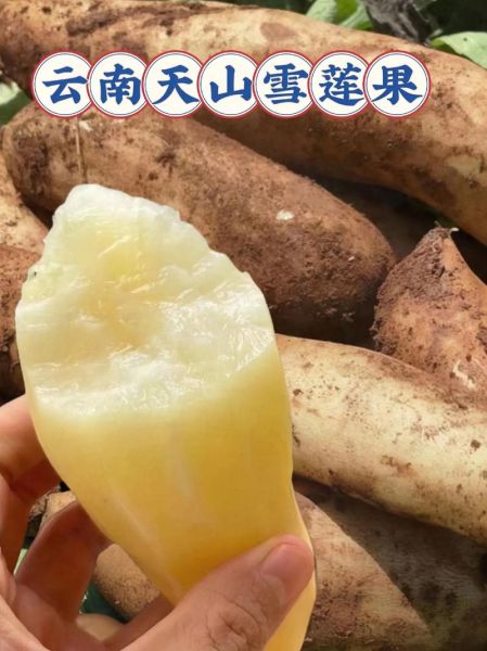 雪莲果什么时候成熟_雪莲果几月份采摘-第1张图片-山城妙识 雪莲果什么时候成熟_雪莲果几月份采摘-第1张图片-山城妙识