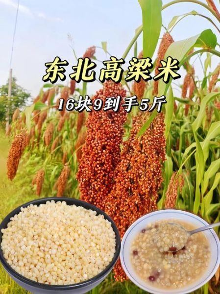 高粱米多少钱一斤_高粱米价格行情-第1张图片-山城妙识 高粱米多少钱一斤_高粱米价格行情-第1张图片-山城妙识