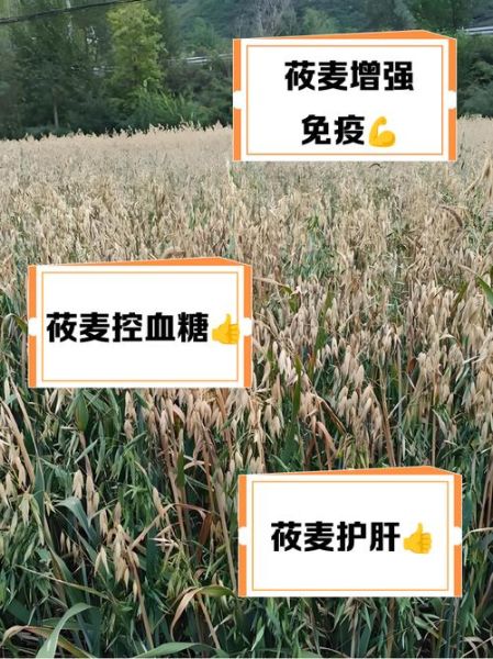 莜麦的营养价值_莜麦的功效与作用-第1张图片-山城妙识 莜麦的营养价值_莜麦的功效与作用-第1张图片-山城妙识