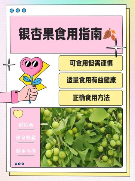 银杏果有什么用处_银杏果怎么吃才安全-第1张图片-山城妙识 银杏果有什么用处_银杏果怎么吃才安全-第1张图片-山城妙识