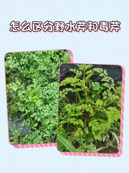 水芹菜有毒吗_水芹菜和毒芹区别-第1张图片-山城妙识 水芹菜有毒吗_水芹菜和毒芹区别-第1张图片-山城妙识