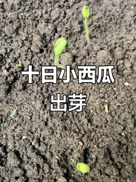 西瓜种子怎么挑选_西瓜种子多久发芽-第2张图片-山城妙识 西瓜种子怎么挑选_西瓜种子多久发芽-第2张图片-山城妙识