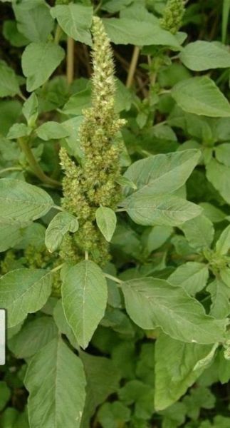 白苋菜长什么样_白苋菜图片大全哪里找-第2张图片-山城妙识 白苋菜长什么样_白苋菜图片大全哪里找-第2张图片-山城妙识