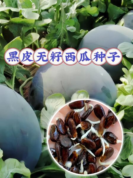 西瓜种子怎么挑选_西瓜种子多久发芽-第3张图片-山城妙识 西瓜种子怎么挑选_西瓜种子多久发芽-第3张图片-山城妙识