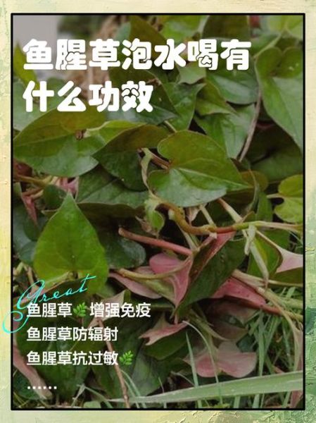 鱼腥草泡水喝的功效与作用_鱼腥草泡水能天天喝吗-第1张图片-山城妙识 鱼腥草泡水喝的功效与作用_鱼腥草泡水能天天喝吗-第1张图片-山城妙识