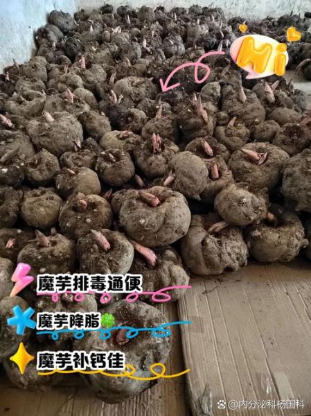 魔芋是什么东西做的_魔芋有什么作用-第3张图片-山城妙识 魔芋是什么东西做的_魔芋有什么作用-第3张图片-山城妙识