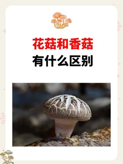 香菇和冬菇的区别哪个好_怎么选更营养-第2张图片-山城妙识 香菇和冬菇的区别哪个好_怎么选更营养-第2张图片-山城妙识
