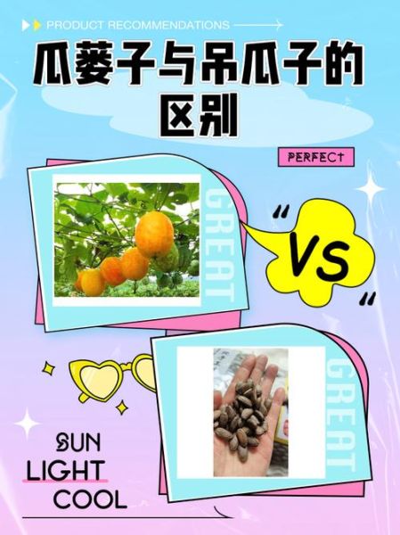 瓜蒌子和吊瓜子有什么区别_哪个更好吃-第1张图片-山城妙识 瓜蒌子和吊瓜子有什么区别_哪个更好吃-第1张图片-山城妙识