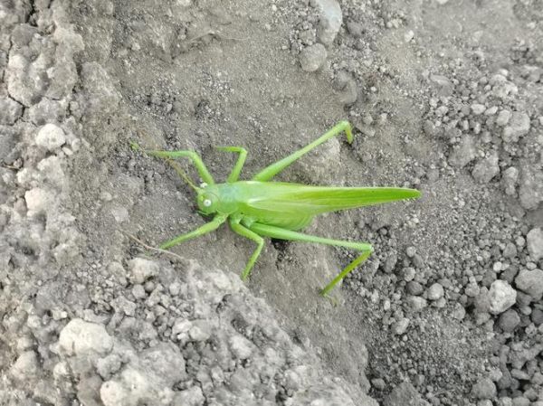 蚱蜢图片怎么拍_蚱蜢高清图哪里找-第1张图片-山城妙识 蚱蜢图片怎么拍_蚱蜢高清图哪里找-第1张图片-山城妙识