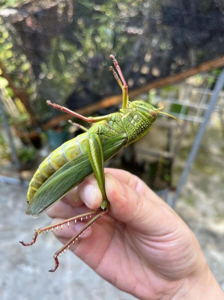 蚱蜢图片怎么拍_蚱蜢高清图哪里找-第2张图片-山城妙识 蚱蜢图片怎么拍_蚱蜢高清图哪里找-第2张图片-山城妙识