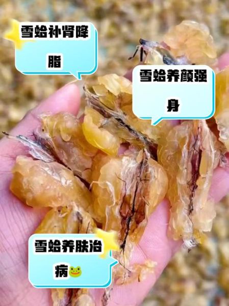 雪蛤对男性性功能有用吗_雪蛤怎么吃效果最好-第1张图片-山城妙识 雪蛤对男性性功能有用吗_雪蛤怎么吃效果最好-第1张图片-山城妙识