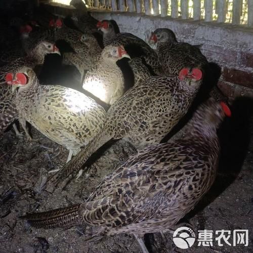 七彩山鸡图片_如何辨别公母-第2张图片-山城妙识