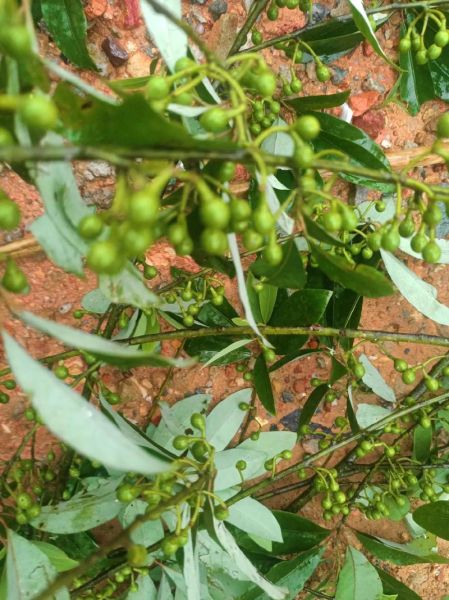 野山椒子长什么样_野山椒子图片如何辨认-第1张图片-山城妙识