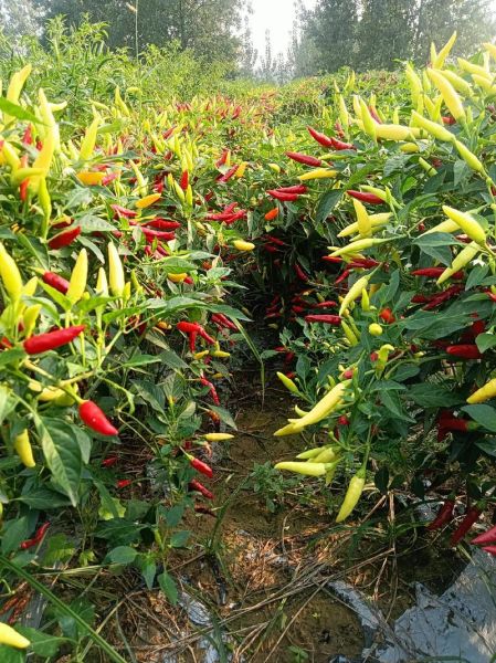 野山椒子长什么样_野山椒子图片如何辨认-第2张图片-山城妙识