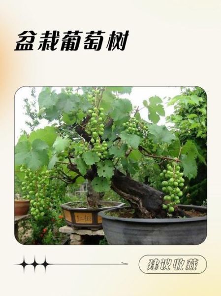 水葡萄树怎么养_水葡萄树几年结果-第1张图片-山城妙识 水葡萄树怎么养_水葡萄树几年结果-第1张图片-山城妙识