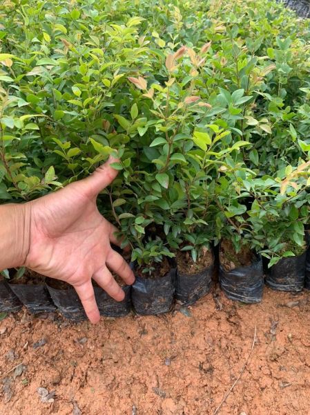 水葡萄树怎么养_水葡萄树几年结果-第3张图片-山城妙识 水葡萄树怎么养_水葡萄树几年结果-第3张图片-山城妙识