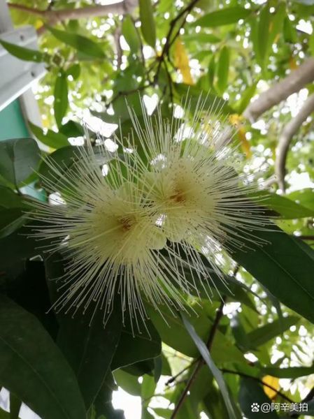 水葡萄树怎么养_水葡萄树几年结果-第2张图片-山城妙识 水葡萄树怎么养_水葡萄树几年结果-第2张图片-山城妙识