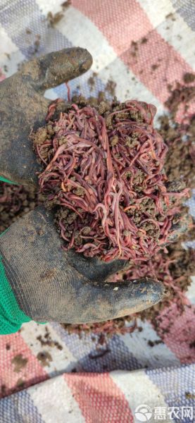 蚯蚓有什么用_蚯蚓有哪些经济价值-第3张图片-山城妙识
